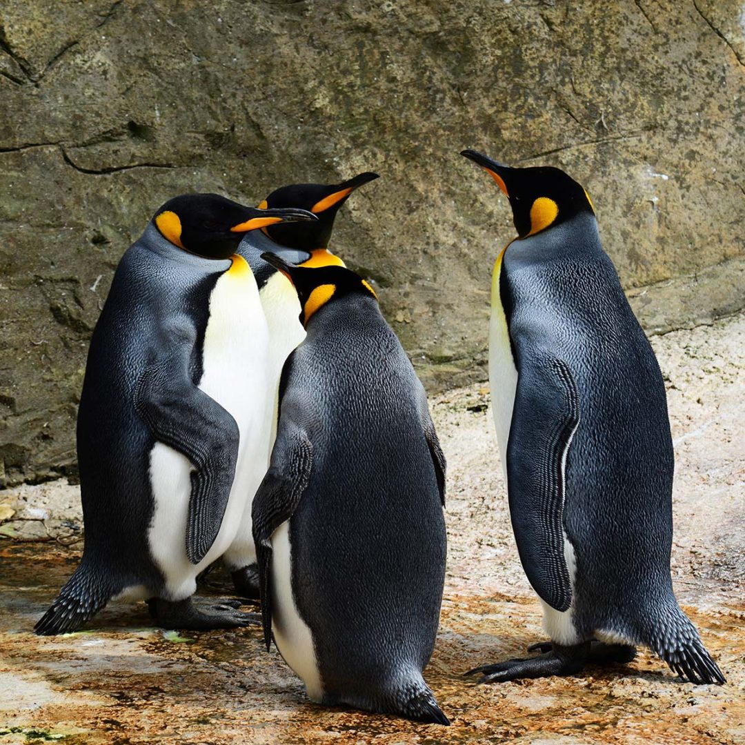 king-penguin-square | Michigan Writers